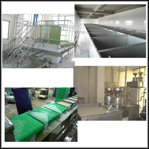 automatic tofu production line , tofu making machine