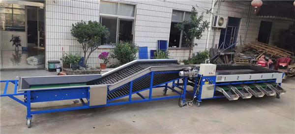 cucumber sorting machine, cucumber grading machine,cucumber sorter