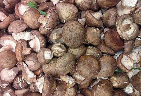 Mushroom grading machine, mushroom sorting machine, mushroom grader sorter Mushroom grading machine, mushroom sorting machine, mushroom grader sorter